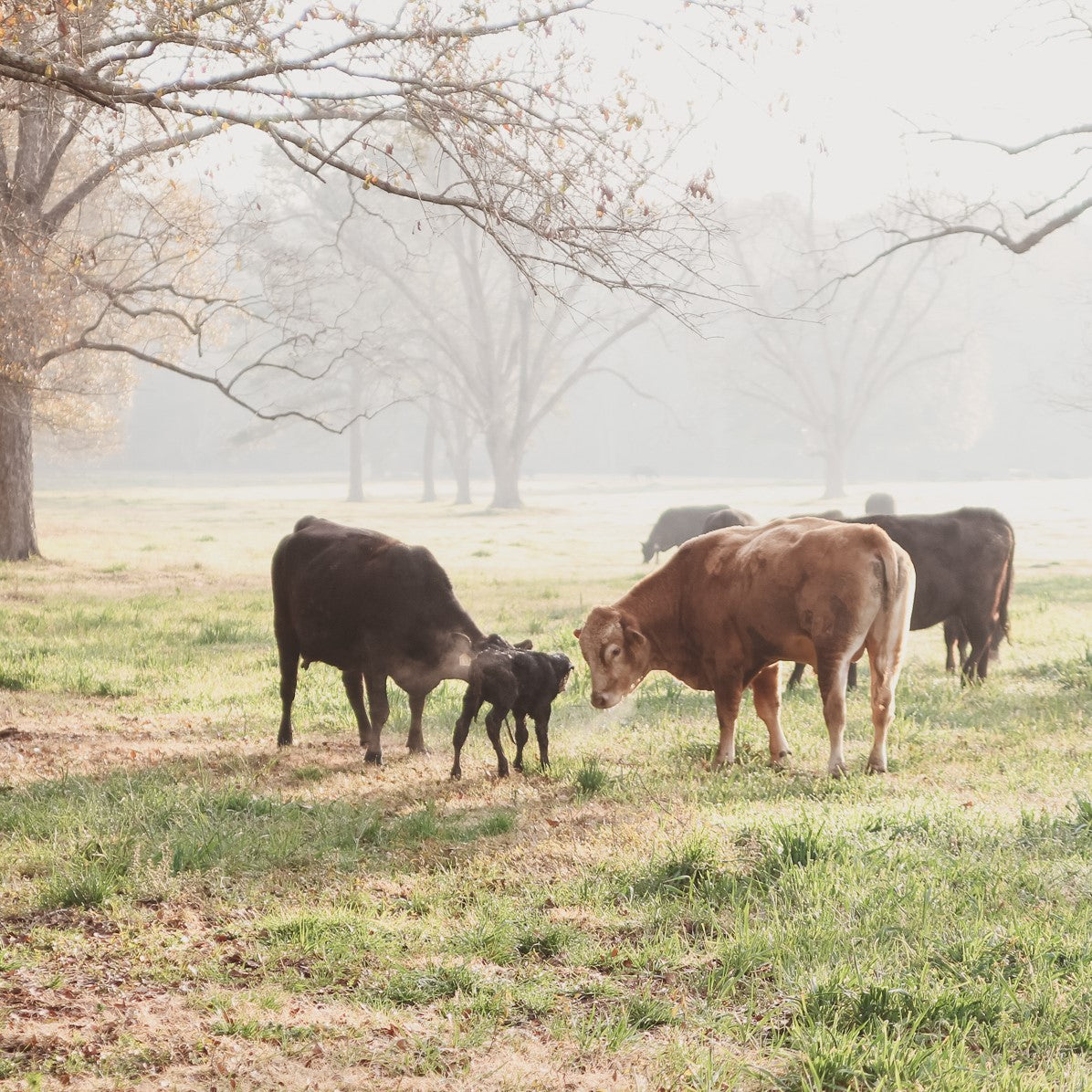 MFBCo BLOG – Martin Farms Beef